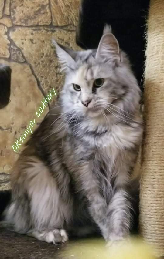 Home - Rocket Kitty Coons Luxury Maine Coon Kittens Breeder