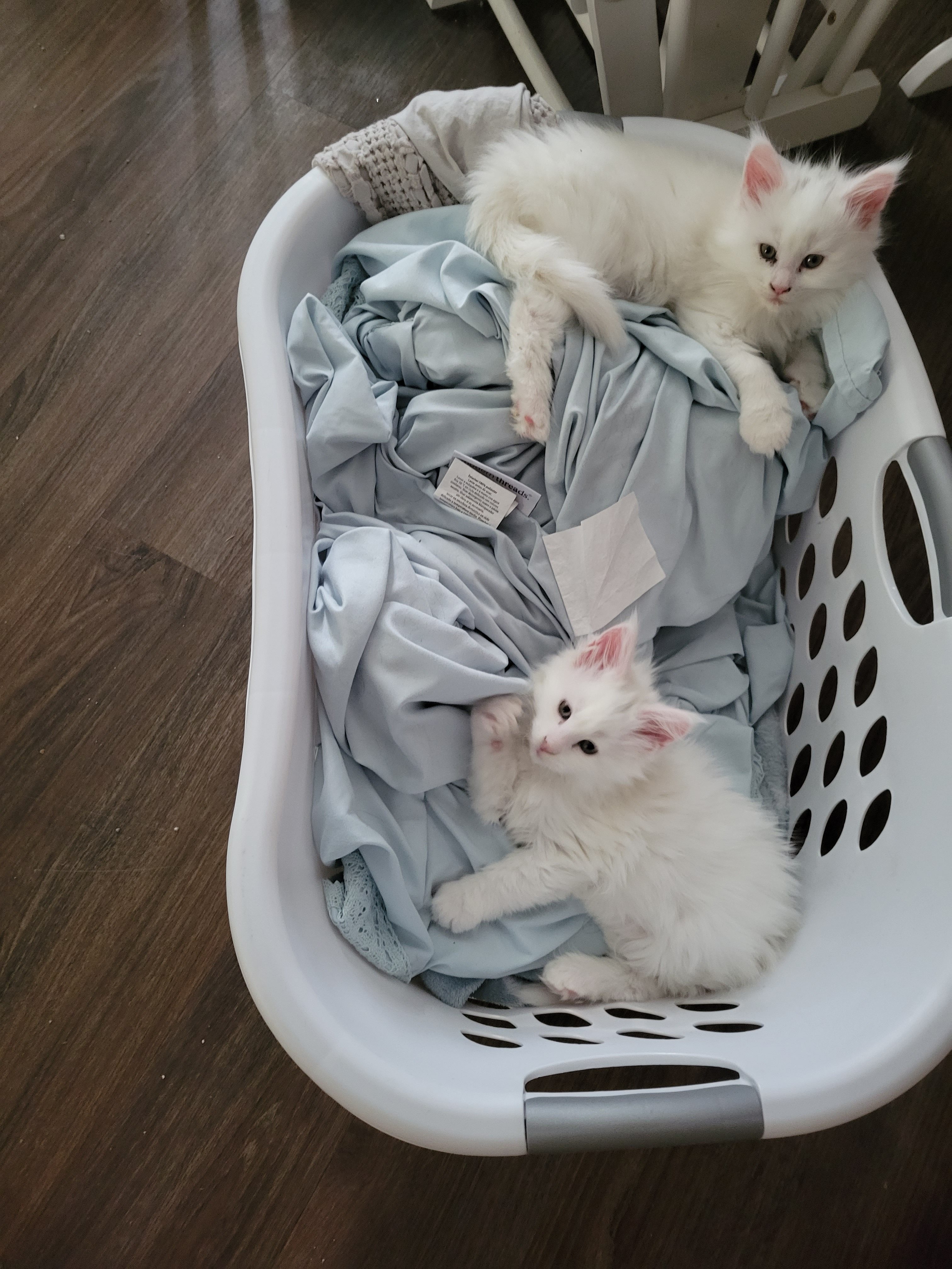 Blog – Rocket Kitty Coons