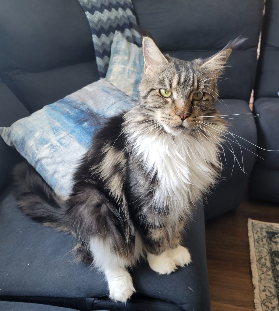 Home - Rocket Kitty Coons Luxury Maine Coon Kittens Breeder