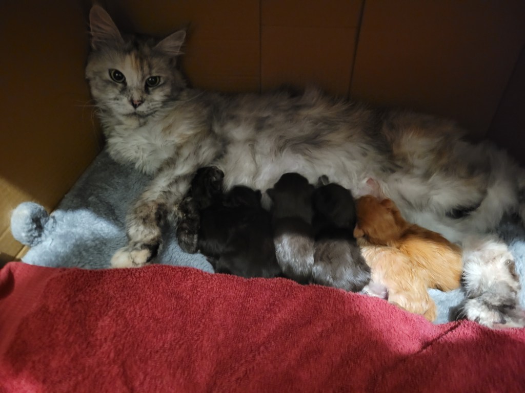 Blog - Rocket Kitty Coons